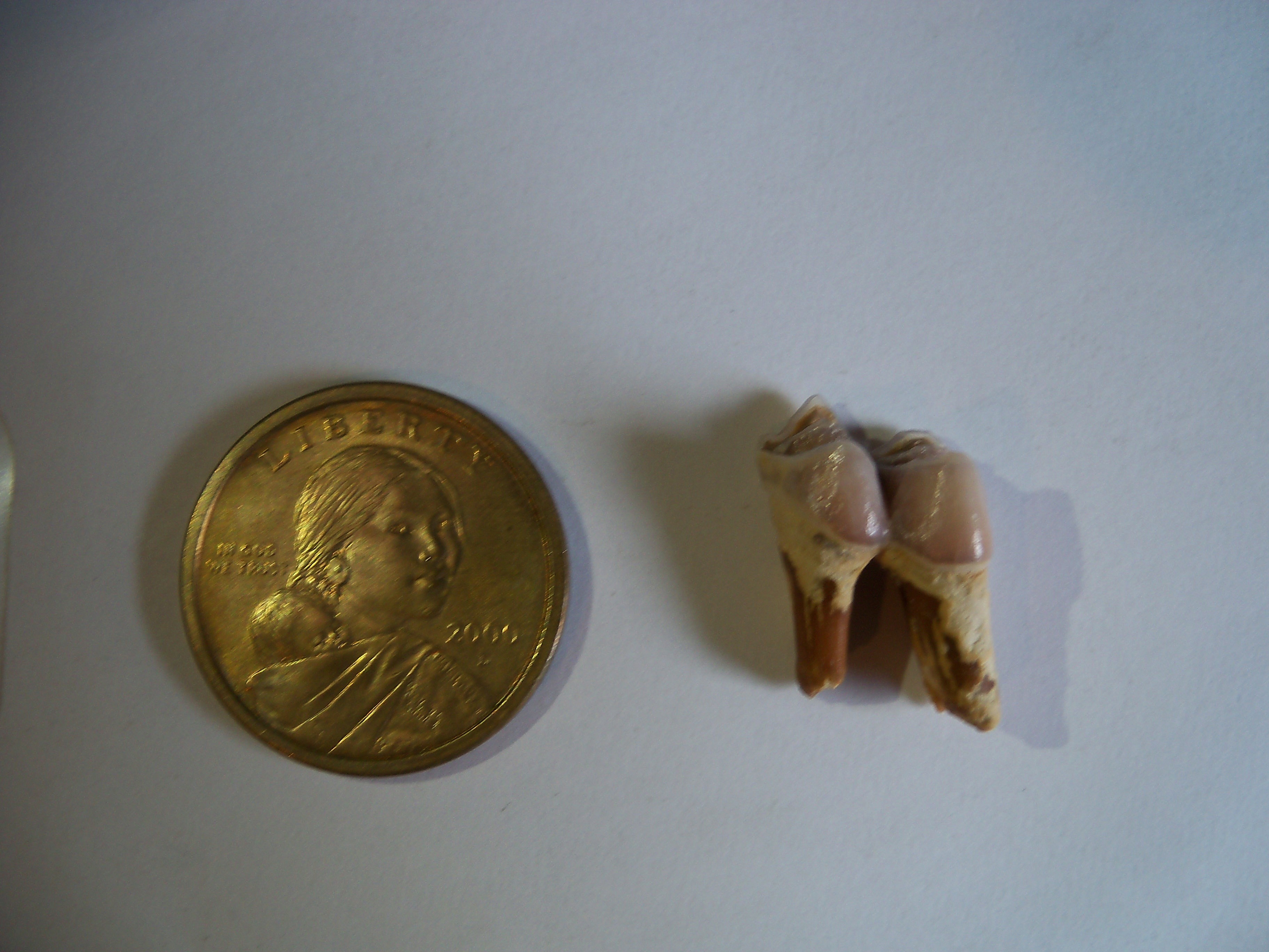 Mysterious Tooth From Rock Springs - Fossil ID - The Fossil Forum