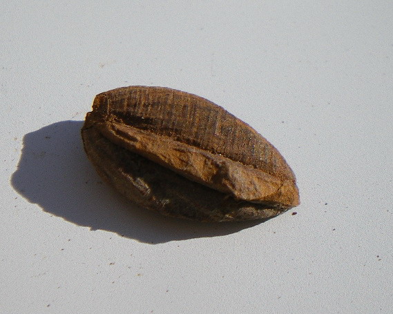 Help Seed With Id - Fossil ID - The Fossil Forum