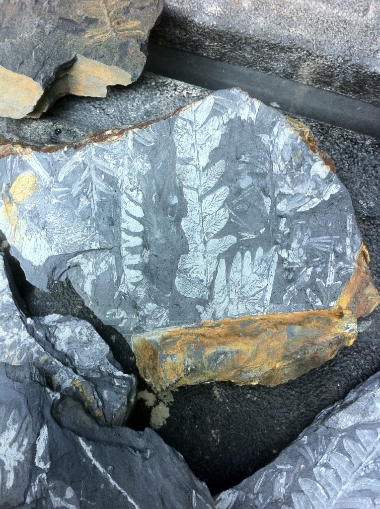 First Ever Fossil Hunting Trip - Fossil Hunting Trips - The Fossil Forum