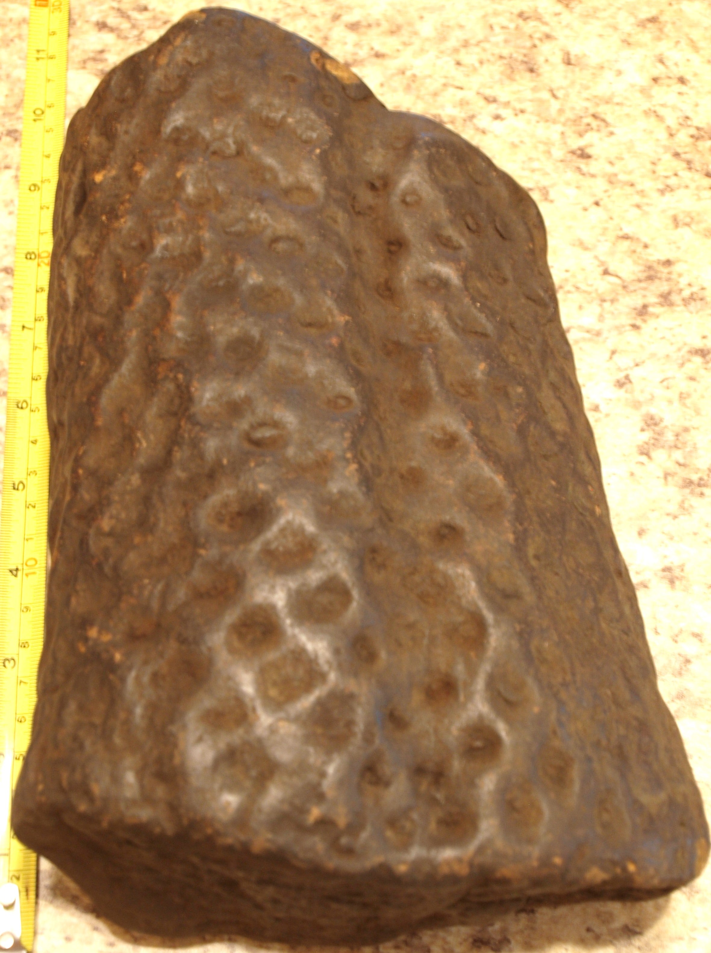 The Wow Factor! - Fossil Hunting Trips - The Fossil Forum