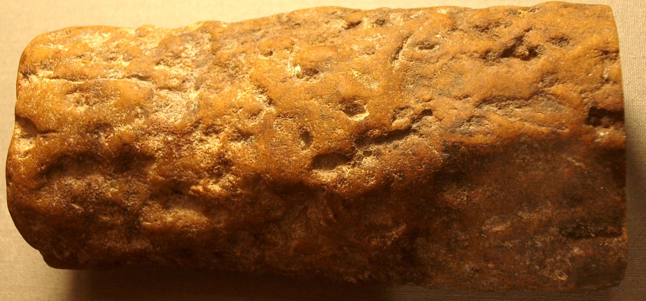 Stigmaria Roots - Questions & Answers - The Fossil Forum
