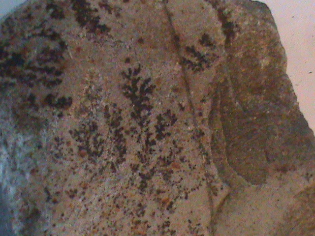 Seaweed Fossils? - Fossil ID - The Fossil Forum