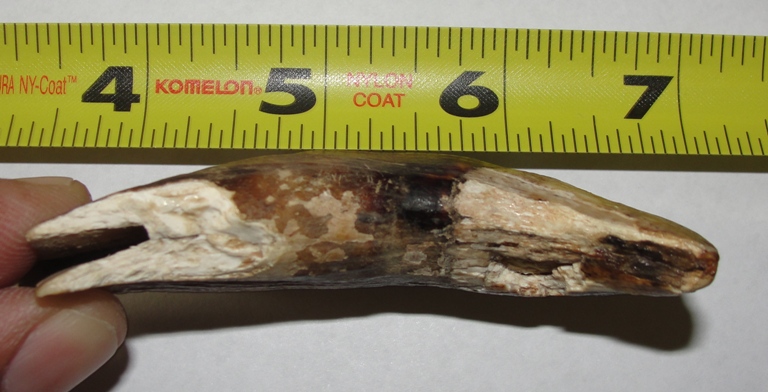 Possible Bear Tooth? - Fossil ID - The Fossil Forum