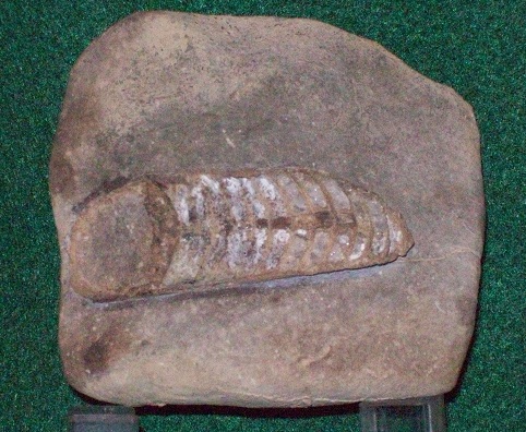 Baculite - Fossil ID - The Fossil Forum