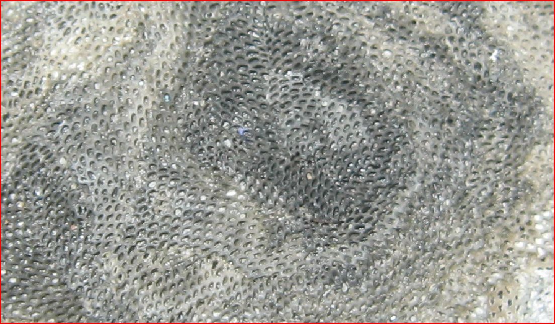 Found On New Jersey Beach - Fossil ID - The Fossil Forum