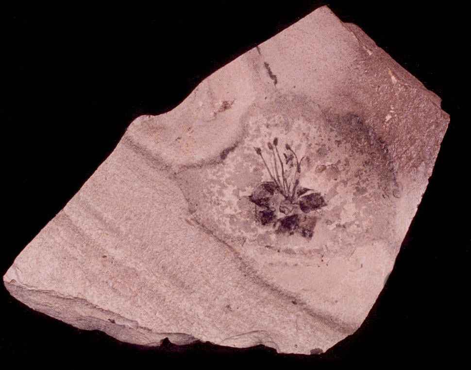 Fossil Flower - Fossil Hunting Trips - The Fossil Forum