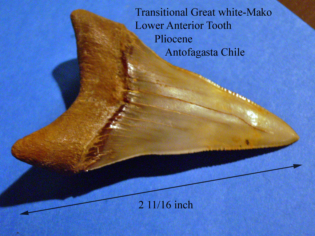 Great White Lower Jaw Teeth - Questions & Answers - The Fossil Forum