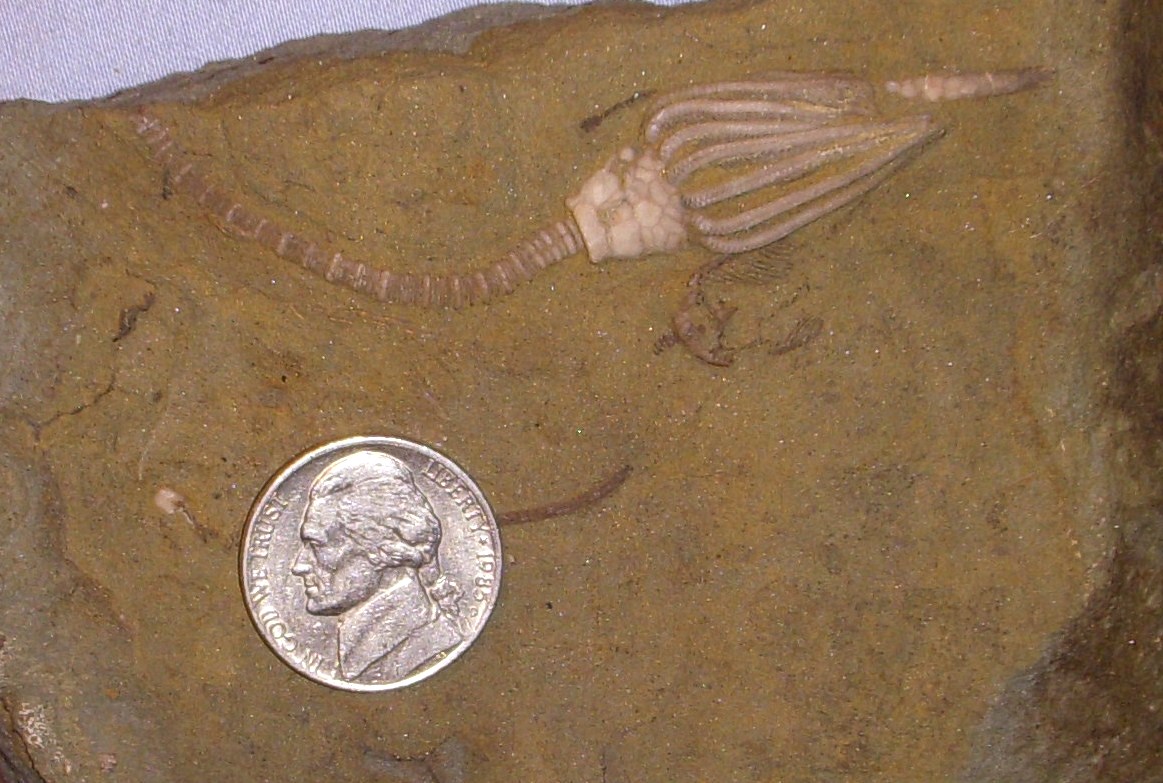 Update From The Queen - General Fossil Discussion - The Fossil Forum