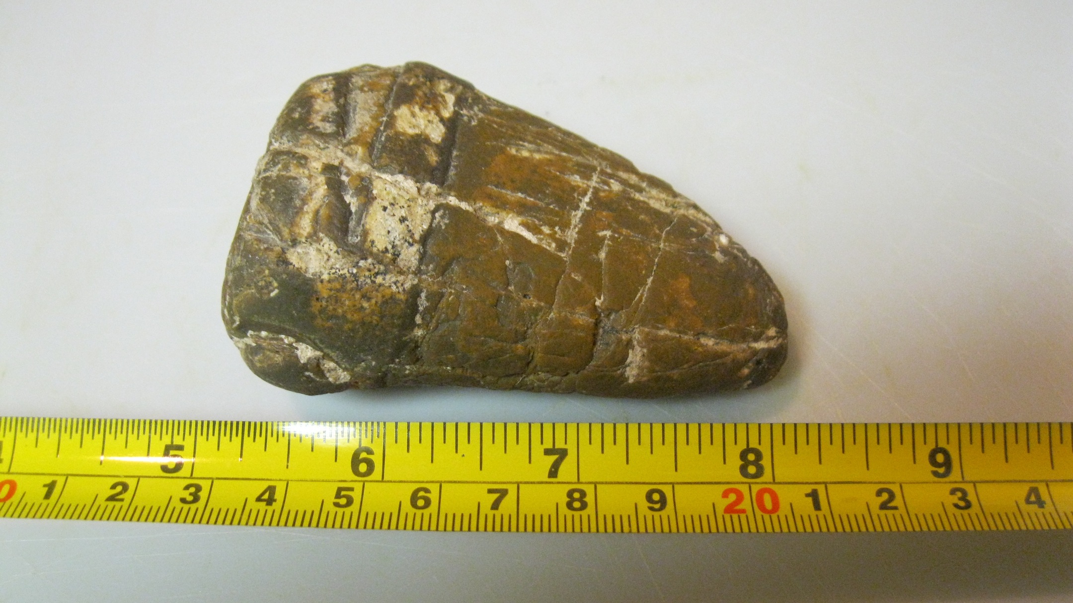 Texas Mammal Tooth? - Fossil ID - The Fossil Forum