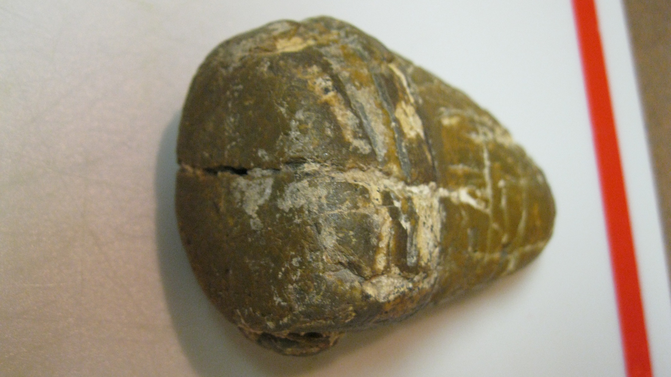 Texas Mammal Tooth? - Fossil ID - The Fossil Forum