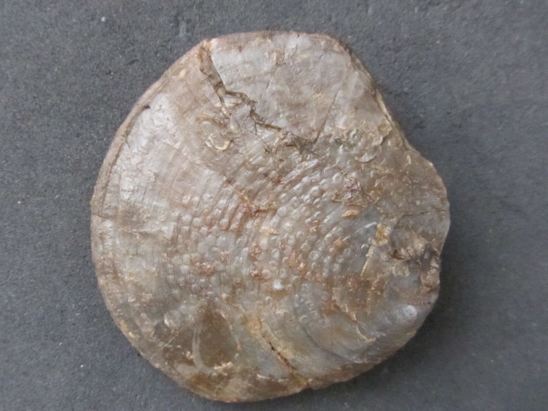 A Snail And An Old Squid - Fossil Hunting Trips - The Fossil Forum