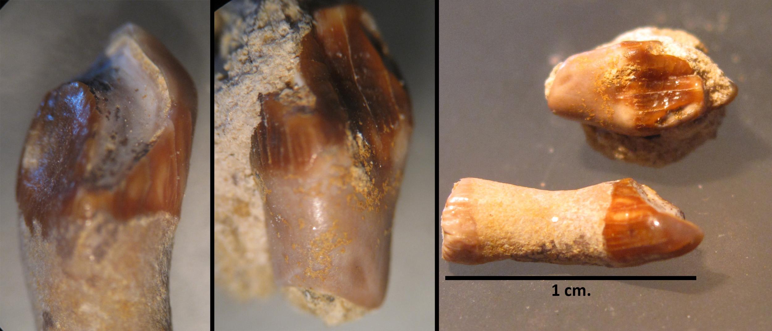 Teeth Id - Fossil ID - The Fossil Forum