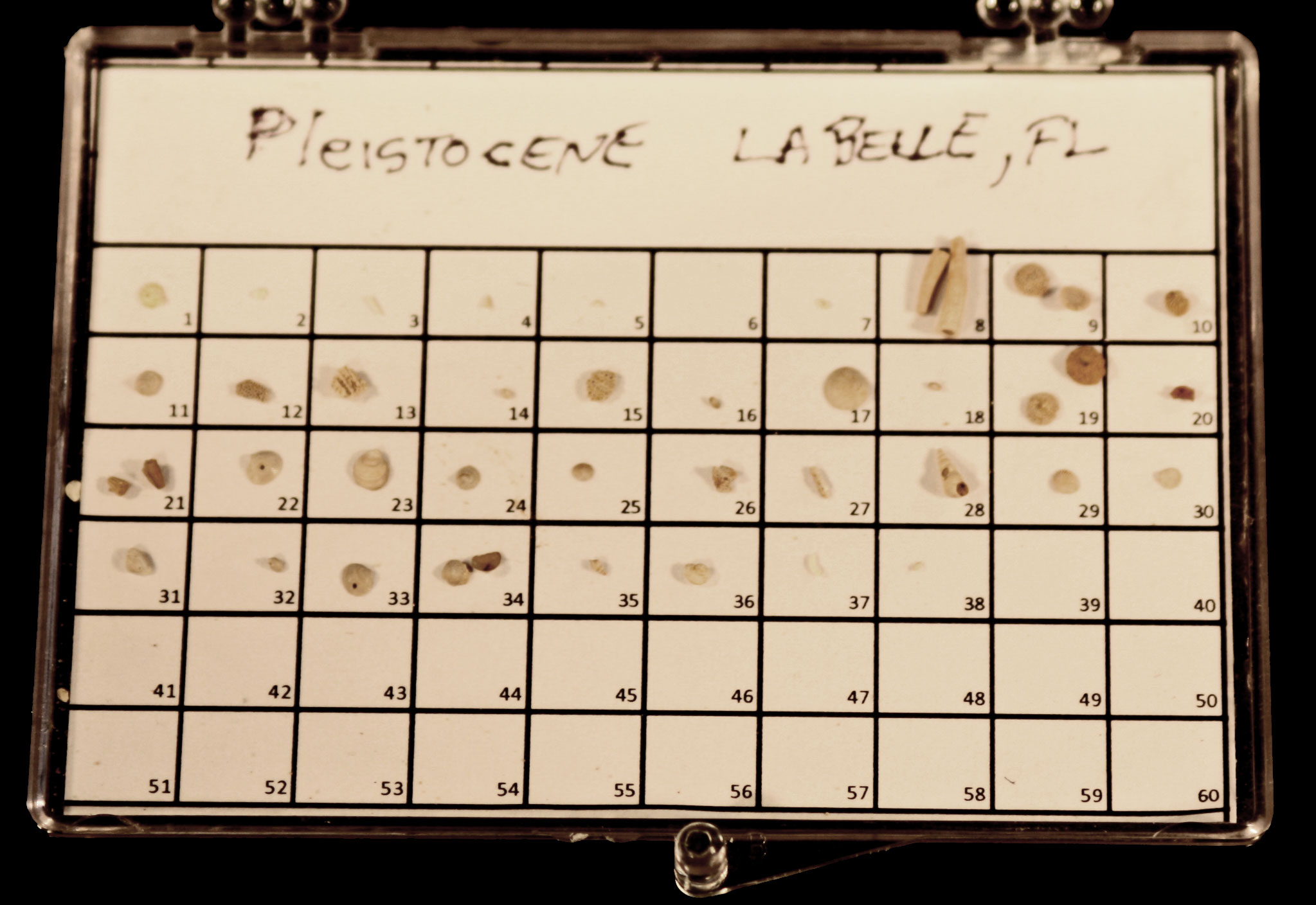 Collecting Microfossils Without Breaking The Bank - Micro-paleontology ...
