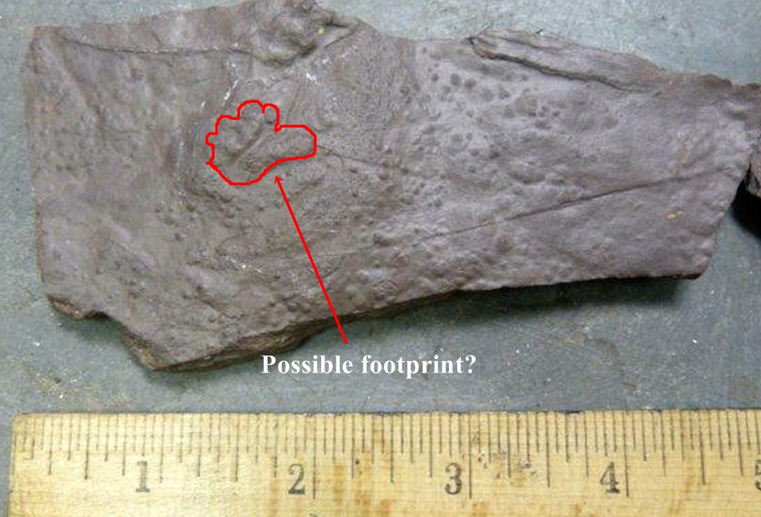 Mystery Fossil 3 - Fossil ID - The Fossil Forum