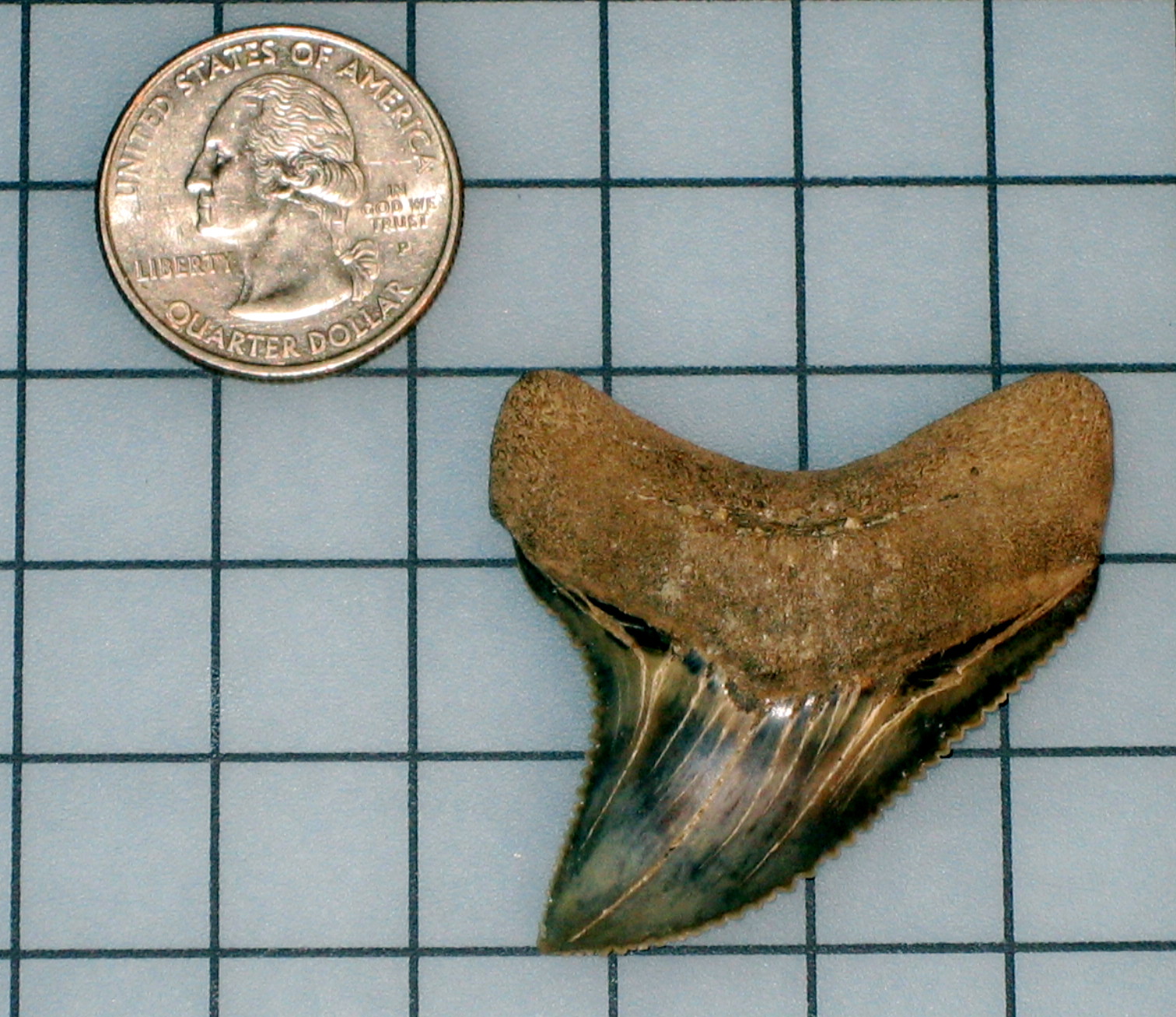 Posterior Meg Or Serrated Thresher - Fossil ID - The Fossil Forum