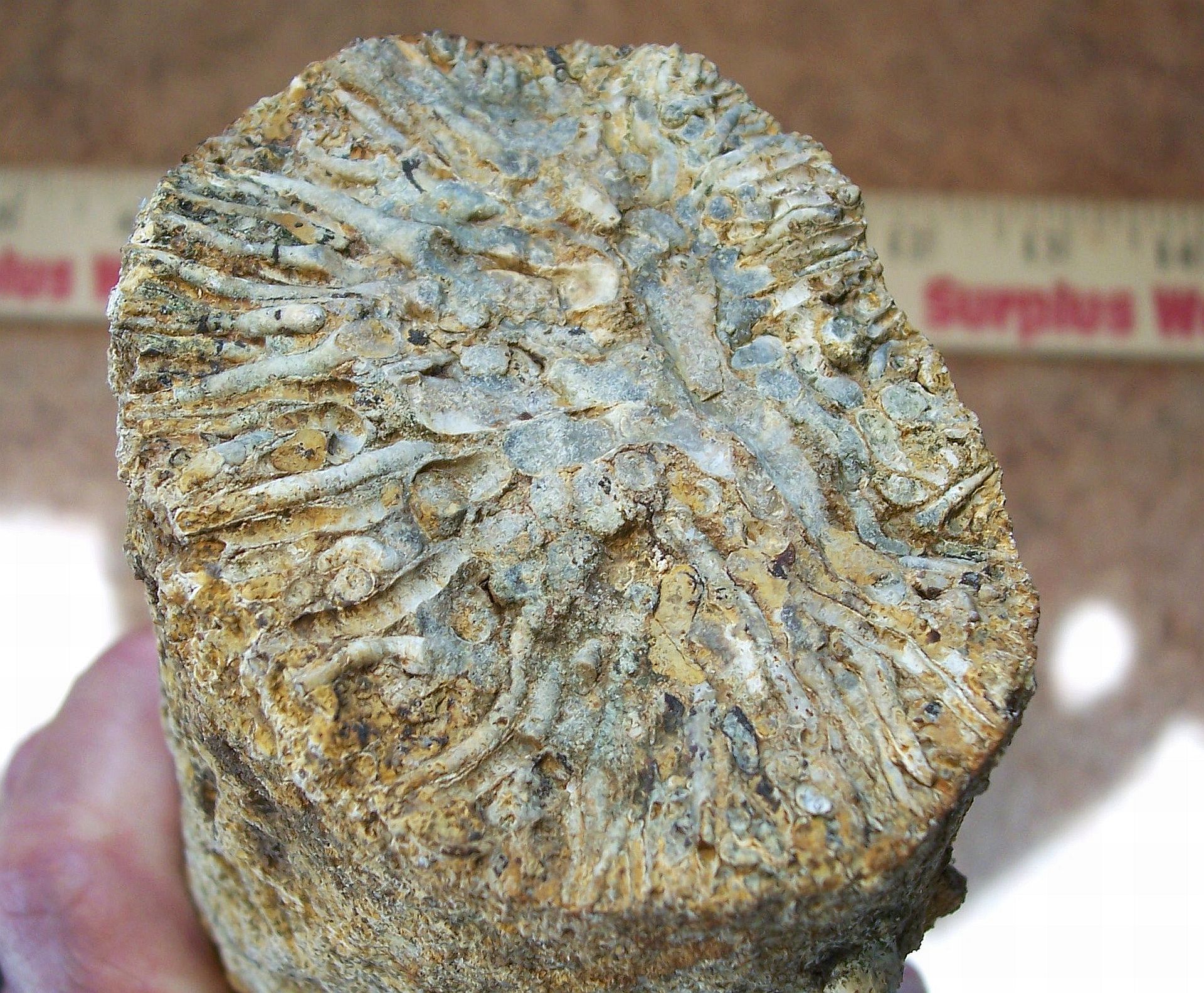 Coral Or Worm Colony? - Fossil ID - The Fossil Forum