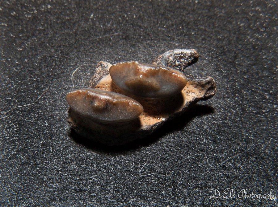 Shark Or Fish Teeth? - Fossil ID - The Fossil Forum