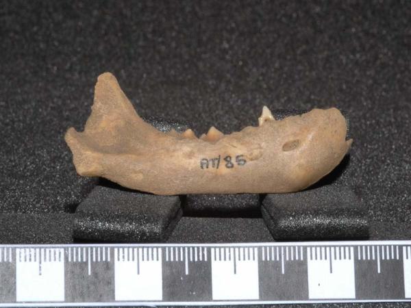 Jaw And Fragment - Fossil ID - The Fossil Forum