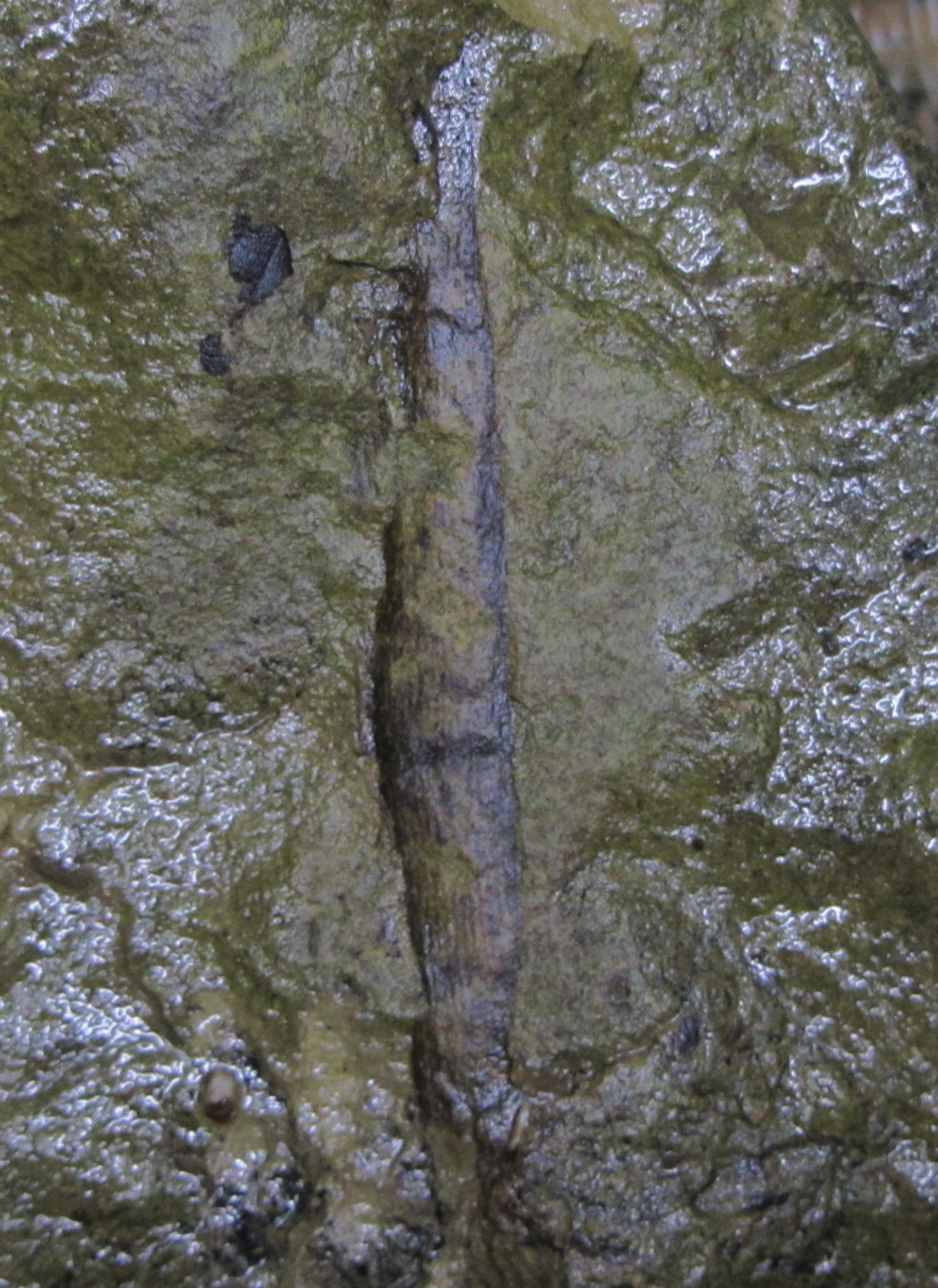 Calamite Stem ? With Small Leaf Upper Left - Fossil ID - The Fossil Forum