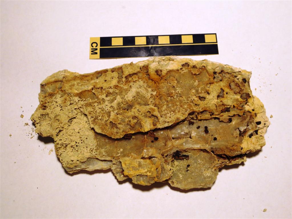 Burned Pet Wood - General Fossil Discussion - The Fossil Forum