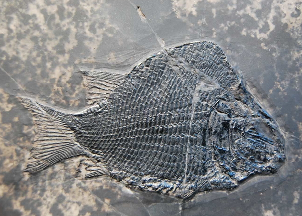 A Strange Fish Form Luoping Biota, Middle Triassic - Fossil ID - The ...