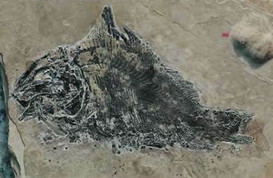A Strange Fish Form Luoping Biota, Middle Triassic - Fossil ID - The ...