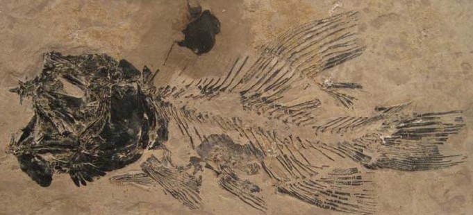 A Strange Fish Form Luoping Biota, Middle Triassic - Fossil ID - The ...