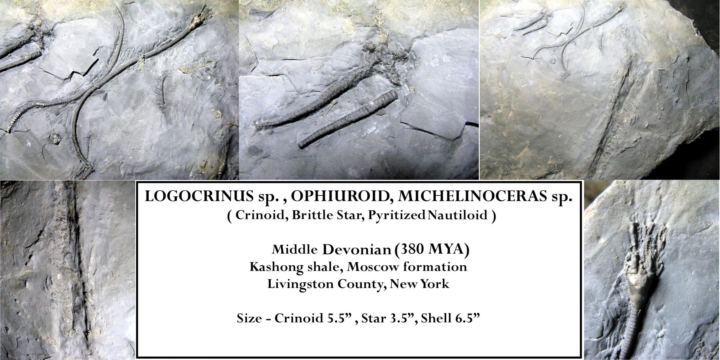 Do You See What I See - Fossil Hunting Trips - The Fossil Forum