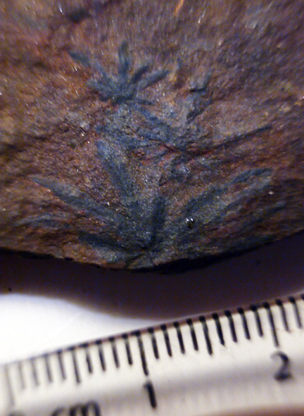 Fossil Plant - Annularia - Mcintyre Mountain Pa - Fossil ID - The ...
