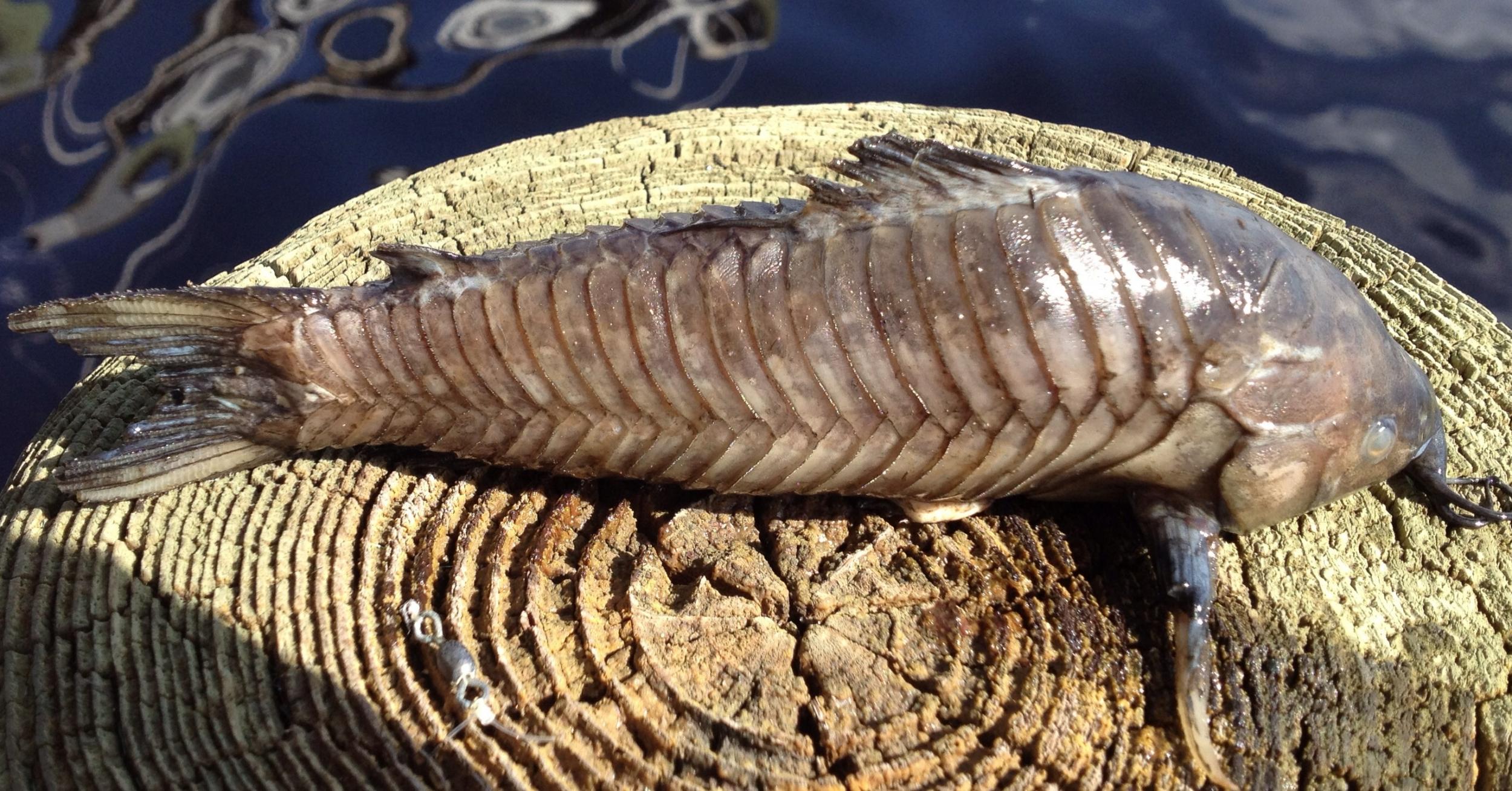 Living Fossils- Fish Id - Questions & Answers - The Fossil Forum