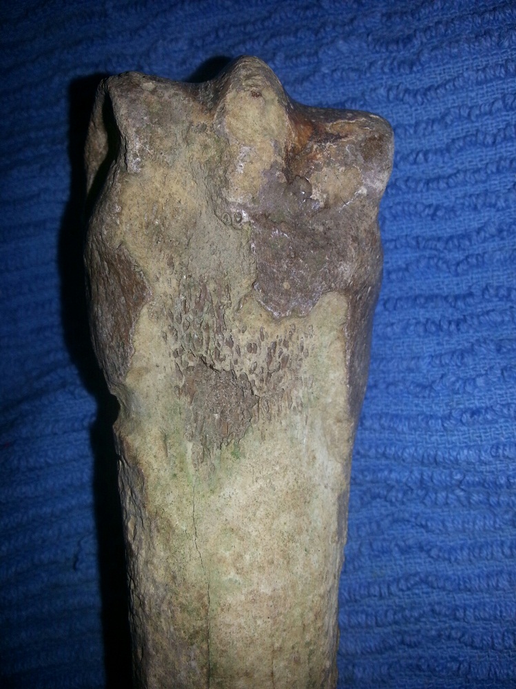 Ice Age Mammal Leg Bone - Fossil ID - The Fossil Forum