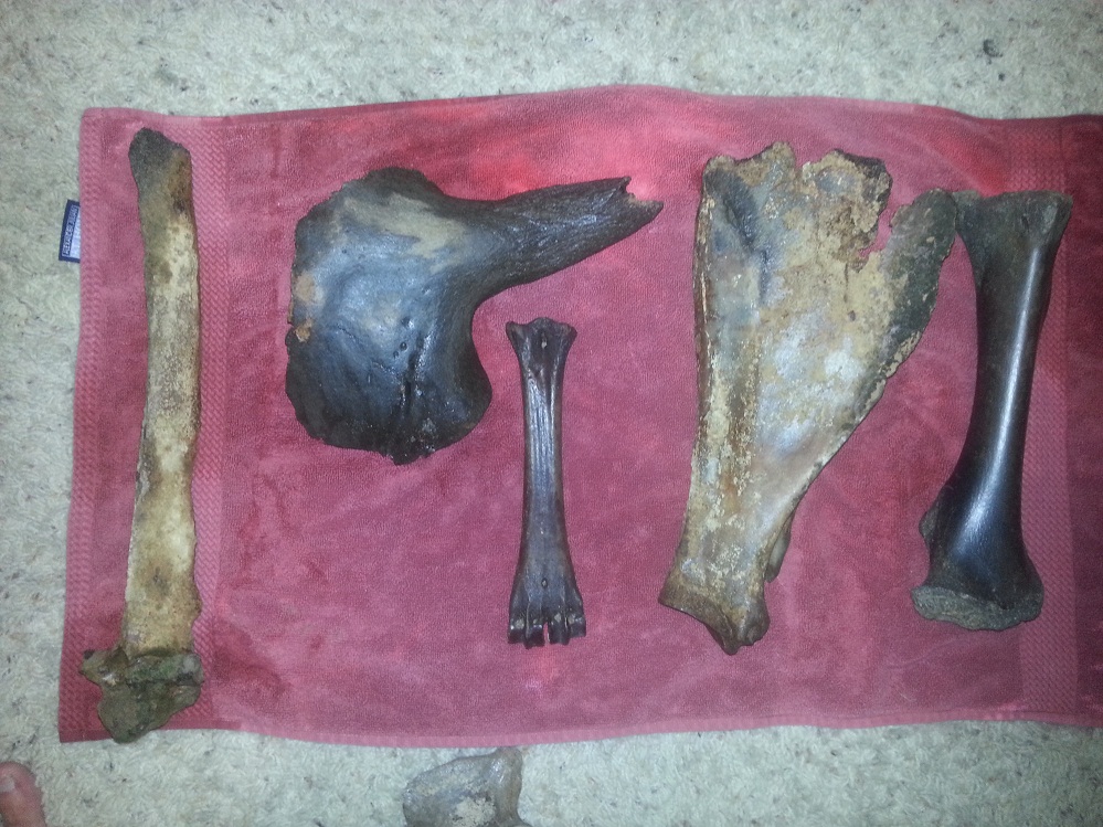 Buffalo Bones - Fossil Hunting Trips - The Fossil Forum