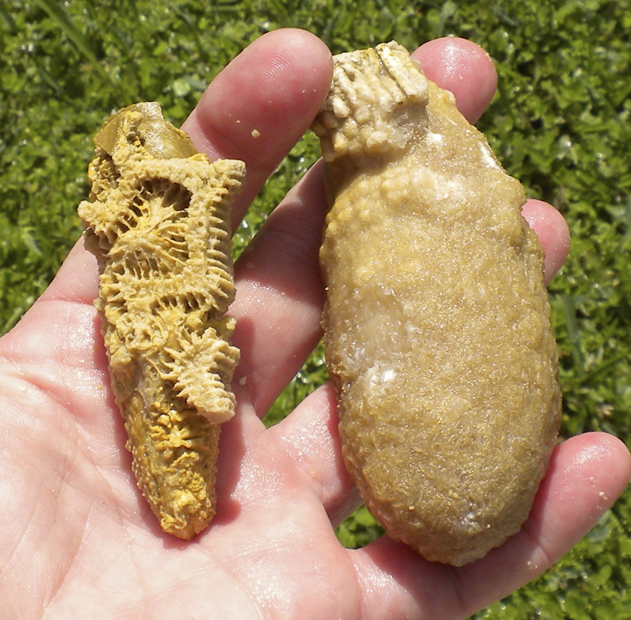 Baculite In Florida? - Fossil ID - The Fossil Forum