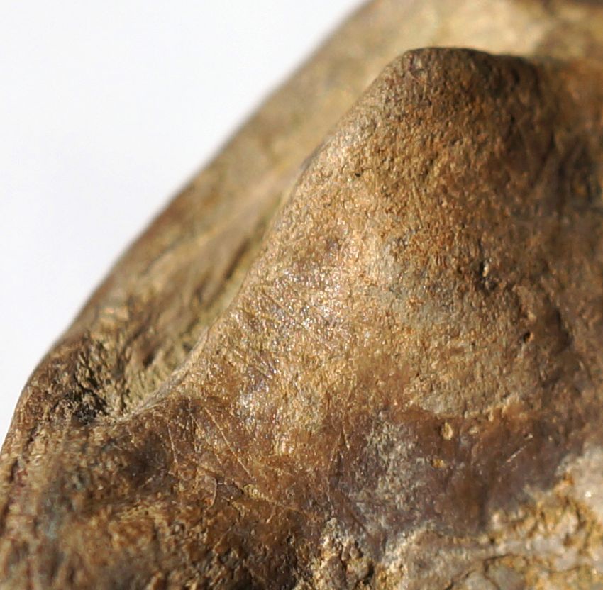 Need Help For Pods - Fossil ID - The Fossil Forum