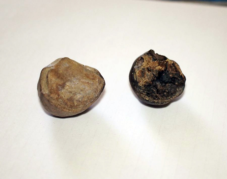 Need Help For Pods - Fossil ID - The Fossil Forum