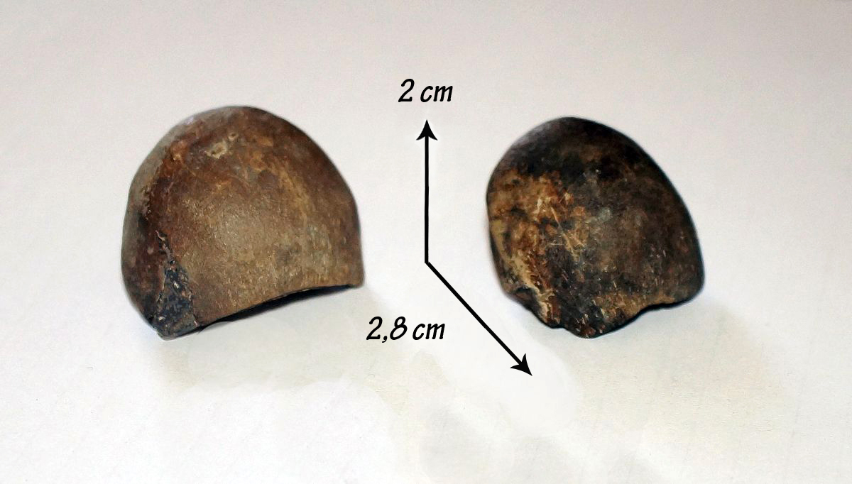 Need Help For Pods - Fossil ID - The Fossil Forum