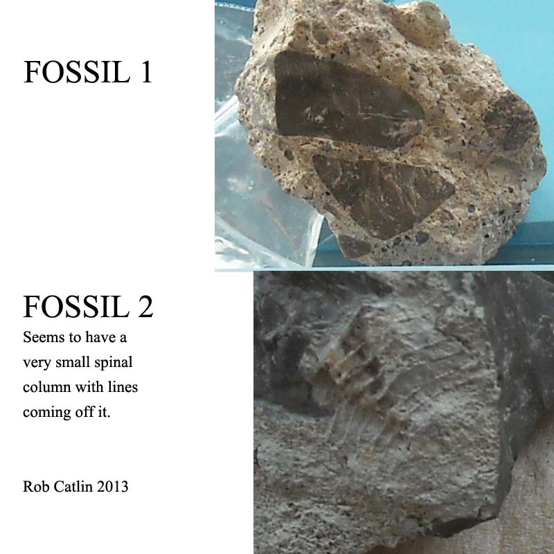 New Mystery Fossils From Scarborough - Fossil ID - The Fossil Forum