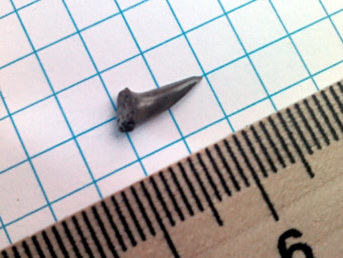 Shark? - Fossil ID - The Fossil Forum