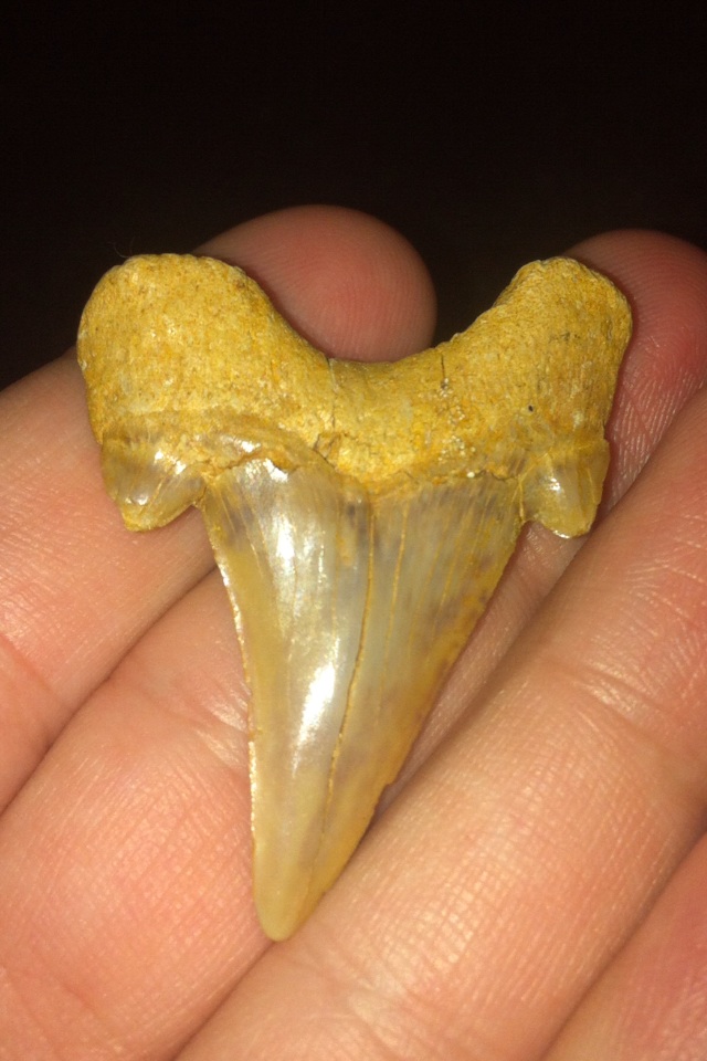 Please Help, Is This An Angustiden Tooth? - Fossil ID - The Fossil Forum