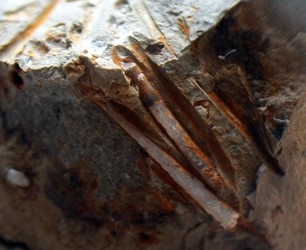 Show Us Your Orthocones - General Fossil Discussion - The Fossil Forum