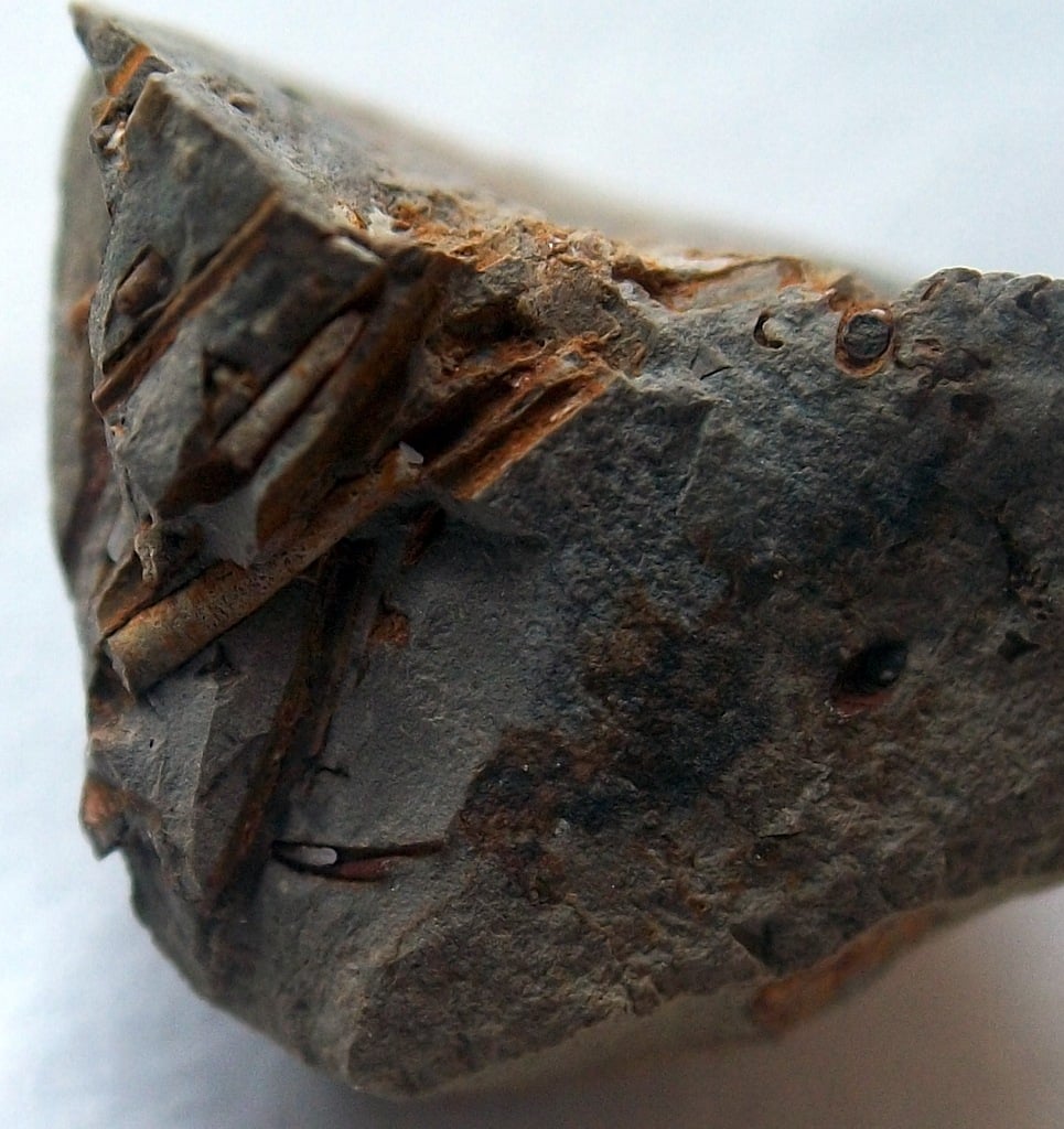 Show Us Your Orthocones - General Fossil Discussion - The Fossil Forum
