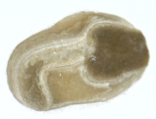 Shark, Ray And Fish Micros From The Miocene Choptank Formation Of ...