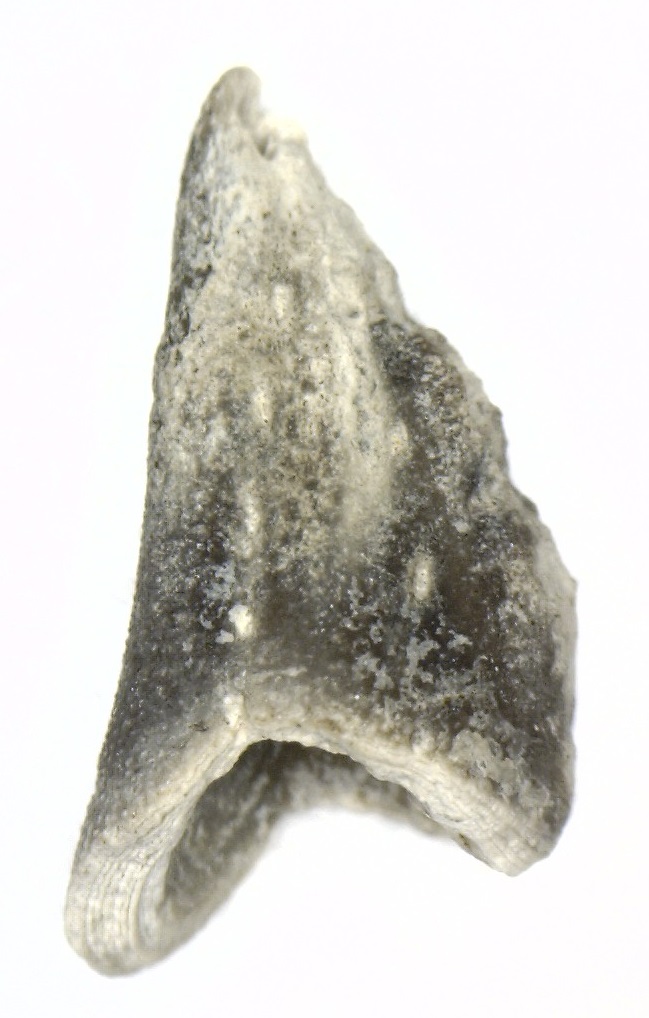 Shark, Ray And Fish Micros From The Miocene Choptank Formation Of ...