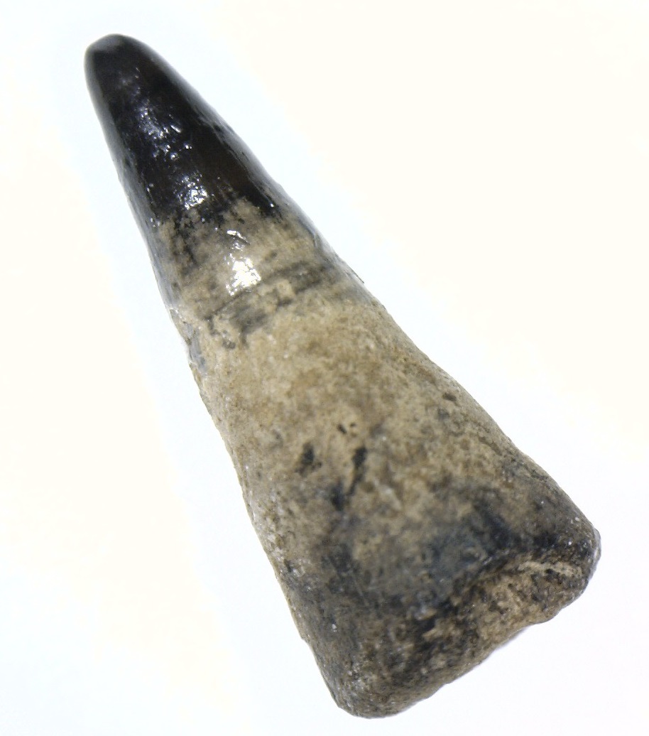 Shark, Ray And Fish Micros From The Miocene Choptank Formation Of ...