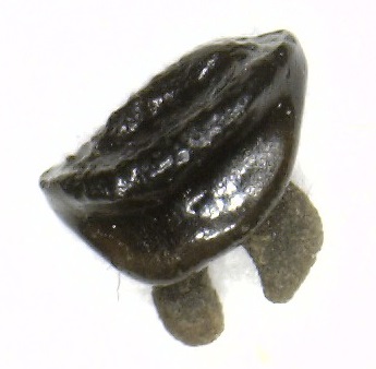 Shark, Ray And Fish Micros From The Miocene Choptank Formation Of ...