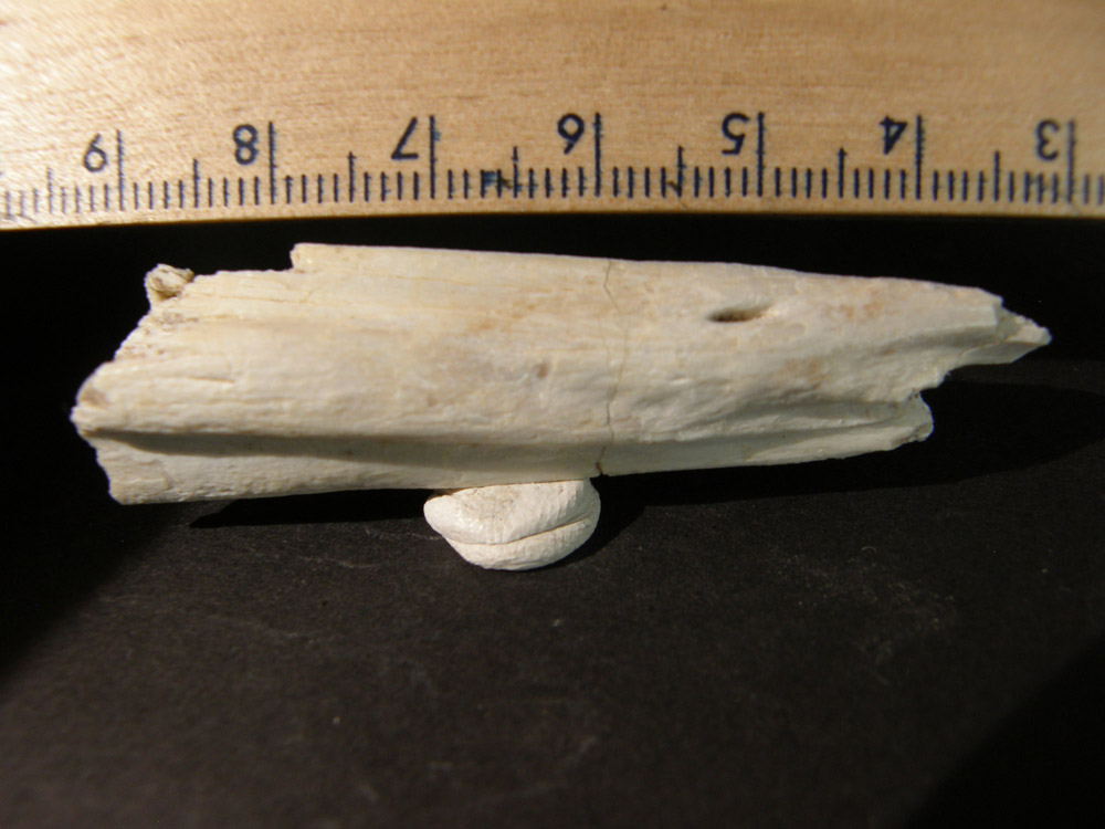 Cretaceous Bone Bunch - Fossil ID - The Fossil Forum