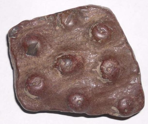 ? Strange Bumpy Fossil - Mississippi River Bed Find - Fossil ID - The ...