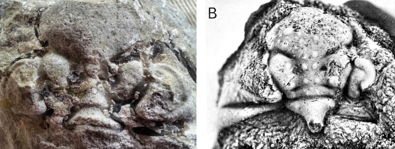 Devonian Bois Blanc Bug - Fossil ID - The Fossil Forum