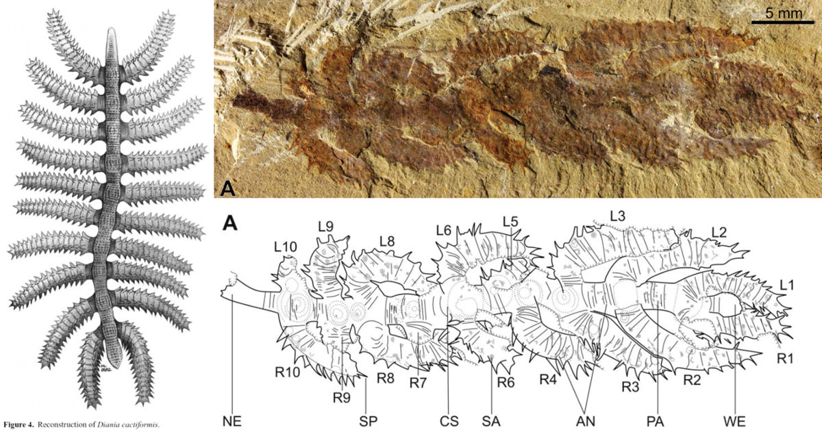 Armoured Lobopodian - Cambrian Walking Cactus - General Fossil ...