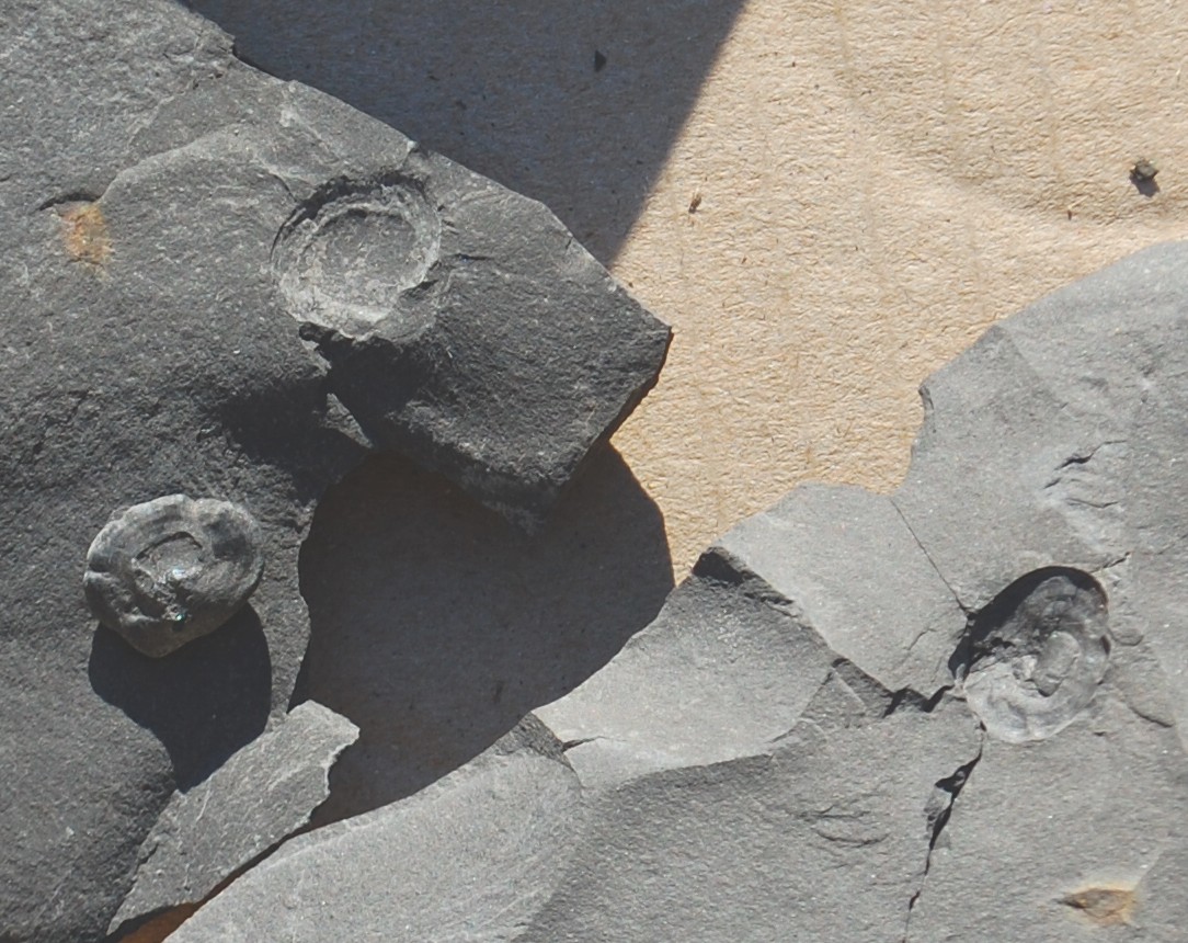 Otolith? - Fossil ID - The Fossil Forum